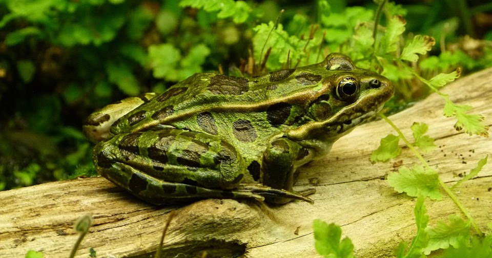 41+ Mengapa Hewan Amfibi Bisa Hidup Di Dua Alam