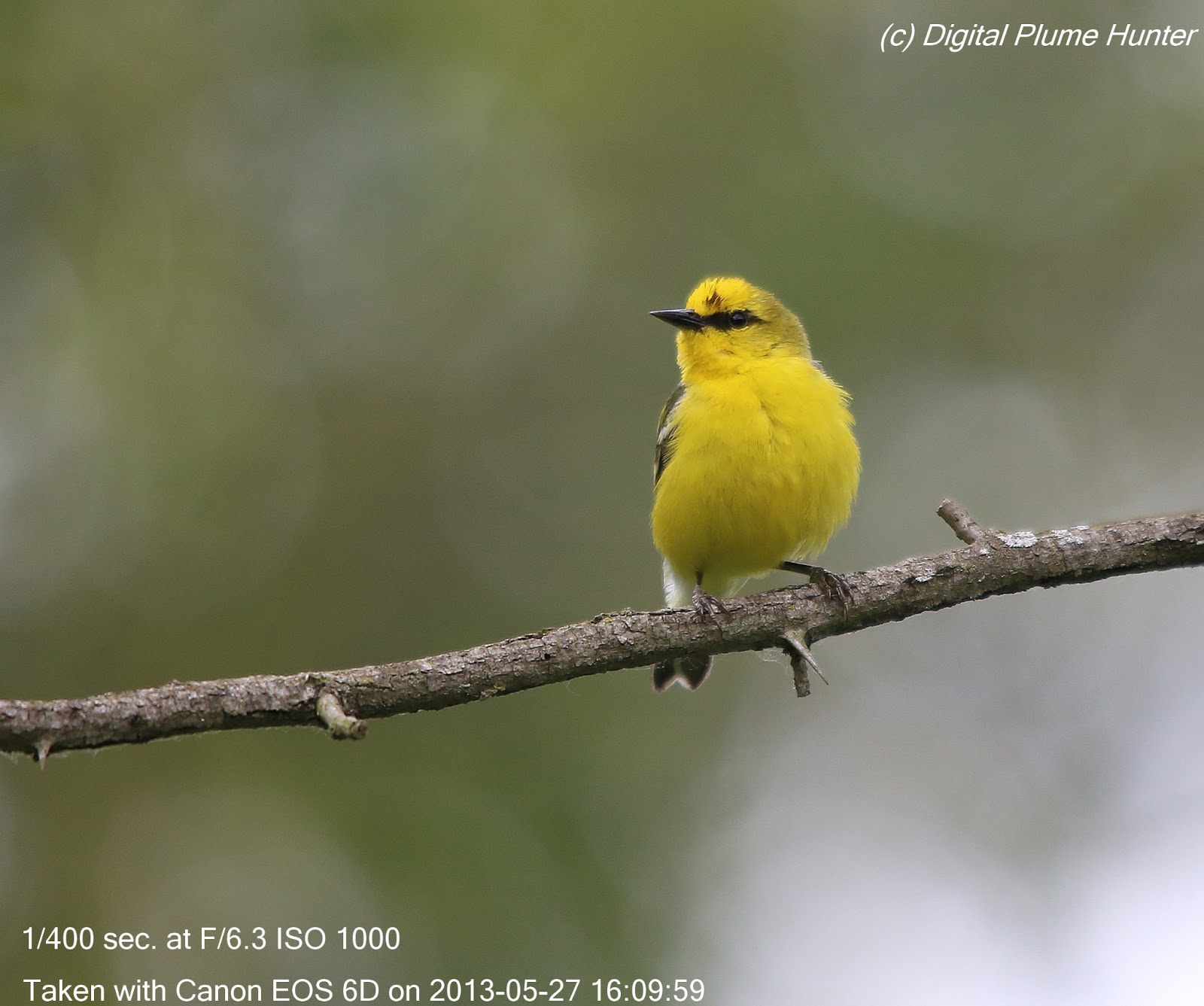 Hunting Digital Plumes in the US and Beyond: Indigo Bunting, Blue ...