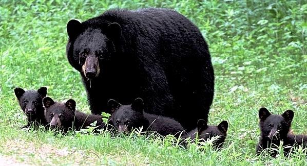 -Cebu-: Beruang dan jenis-jenisnya yang ada