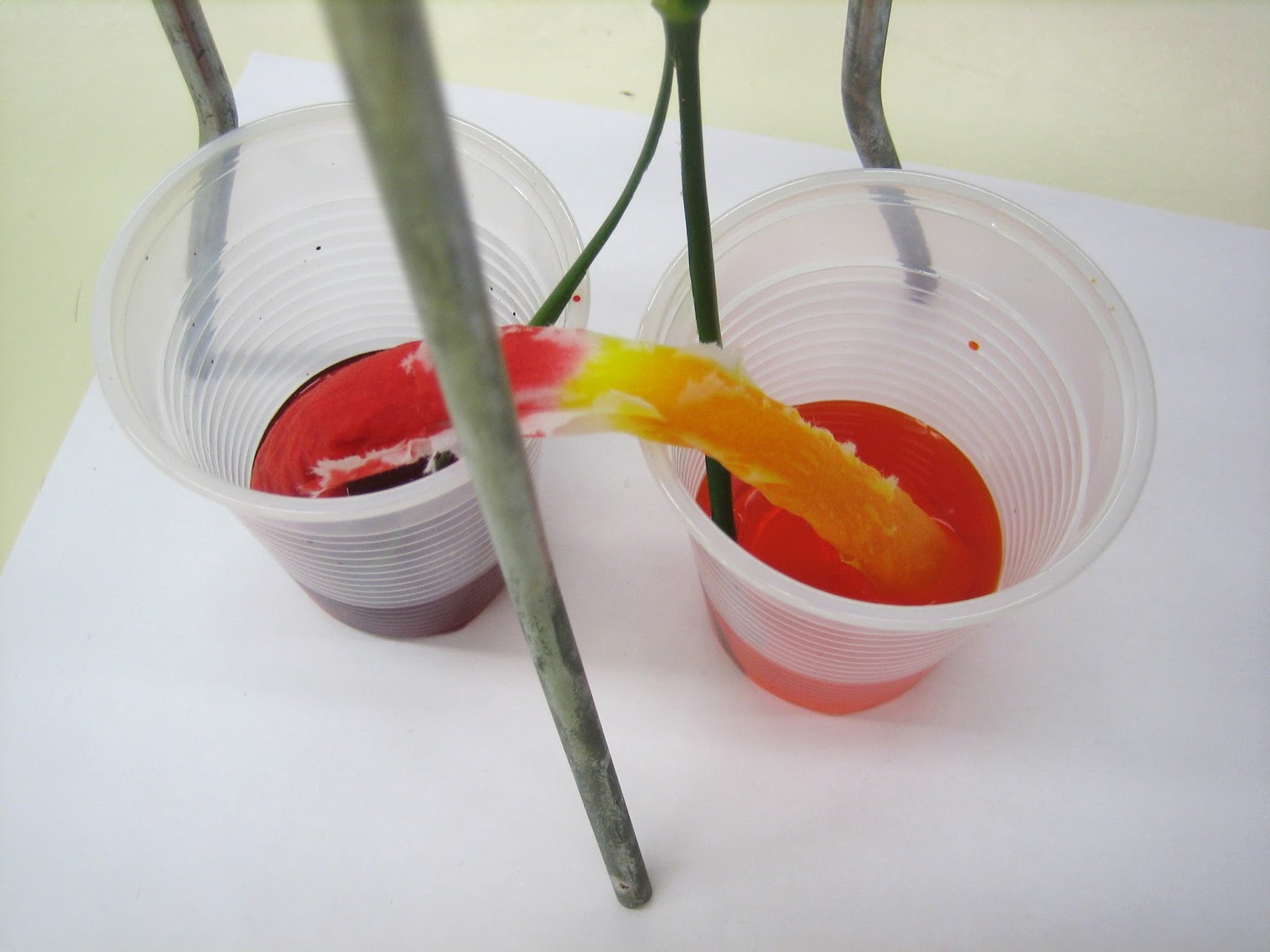 ver la ciencia: Los peques investigan: la capilaridad (II). Flores ...