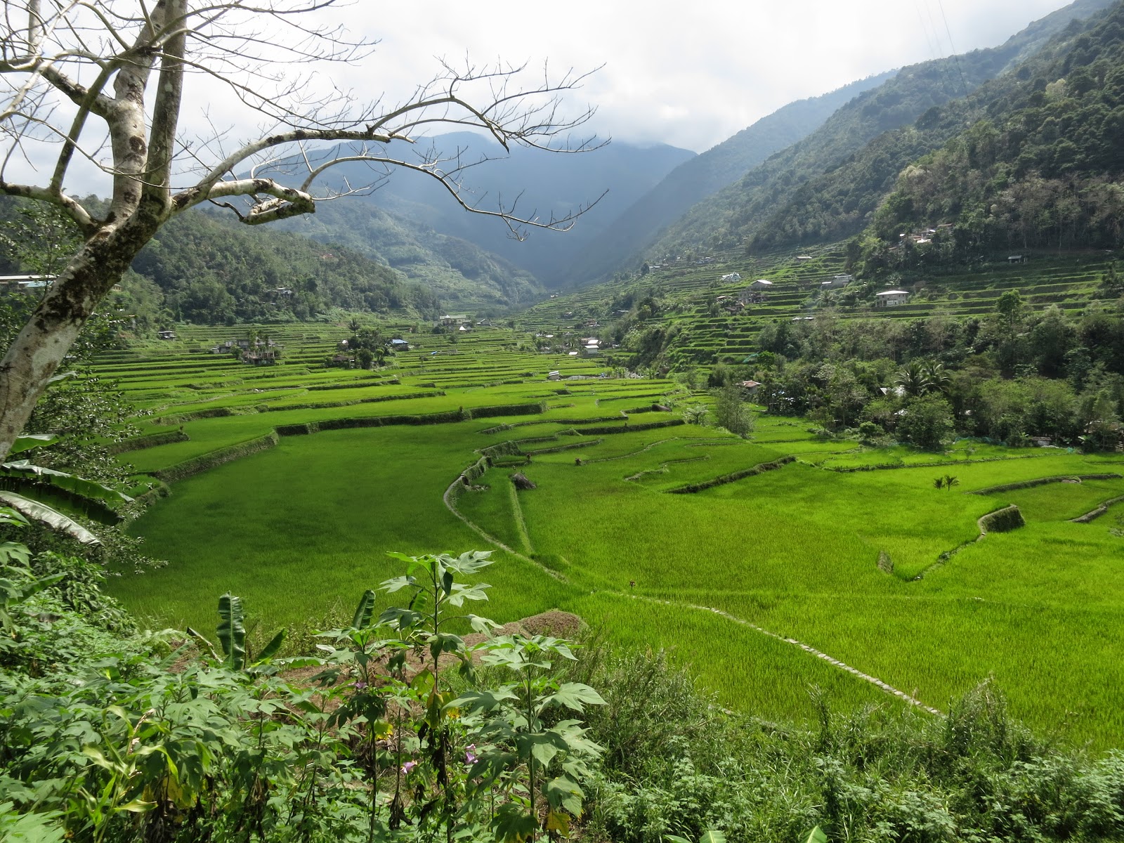 The Escapades of Jam and Lam: The rice terraces of the Philippine ...