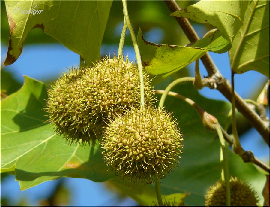 Kolory moich pasji: Owoce platana