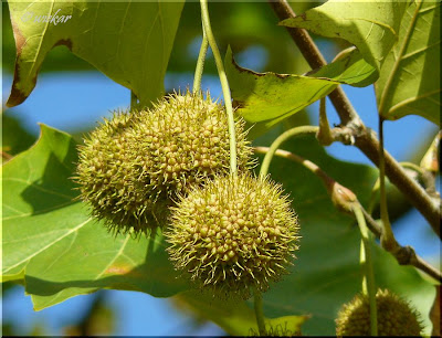 Kolory moich pasji: Owoce platana