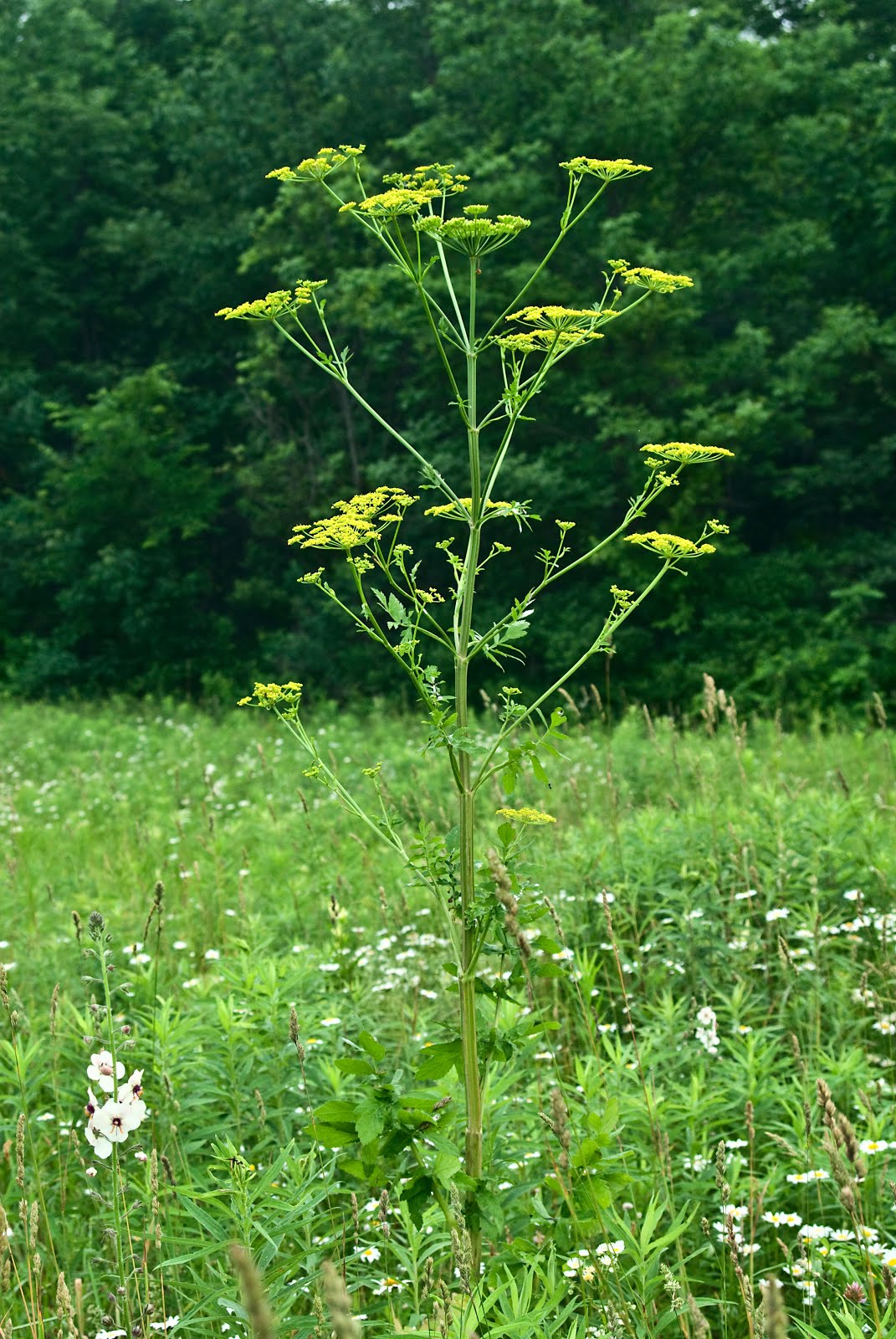 Indiana Plant A Day: Wild Parsnip
