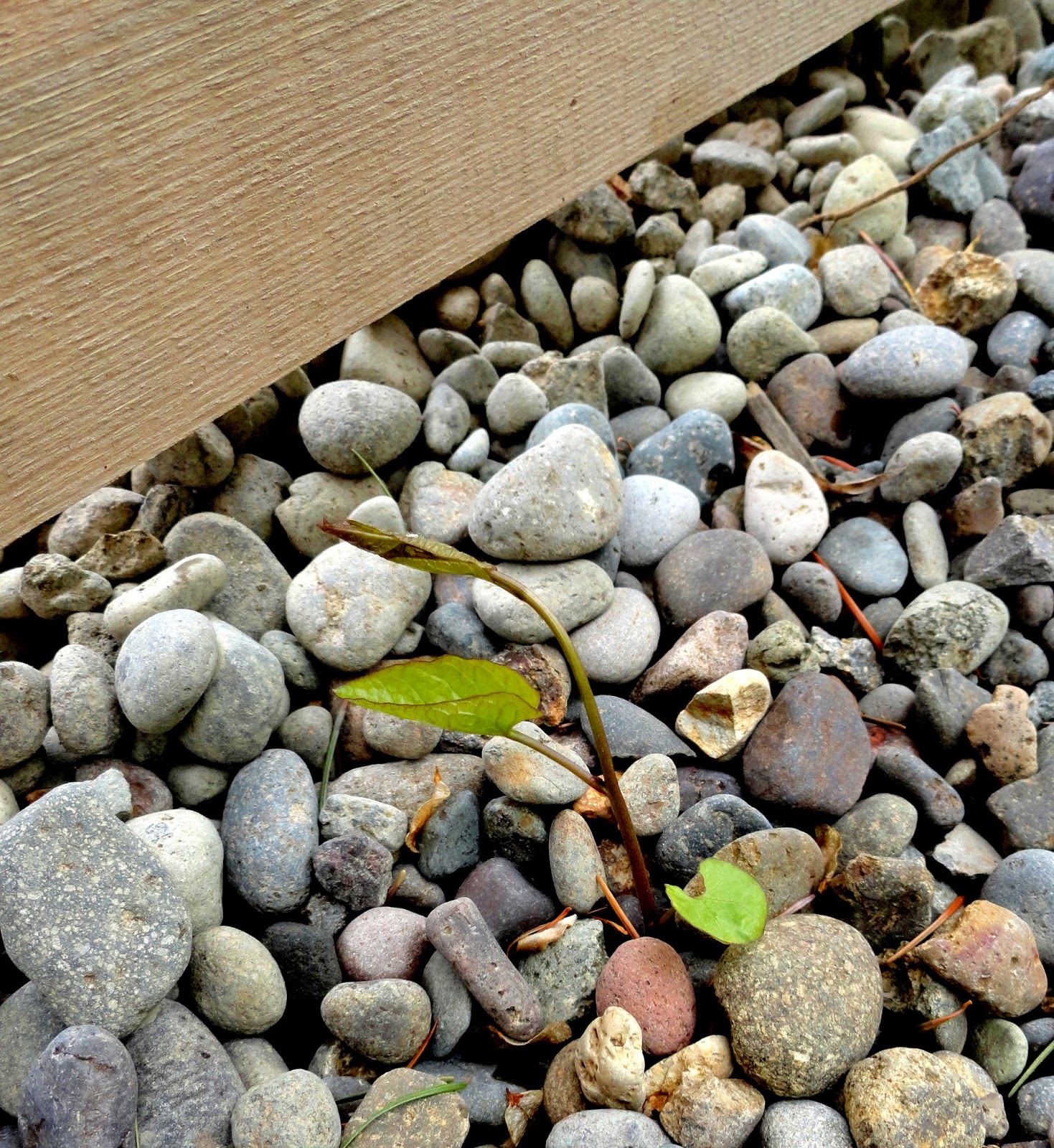 danger garden: The Evil Vine