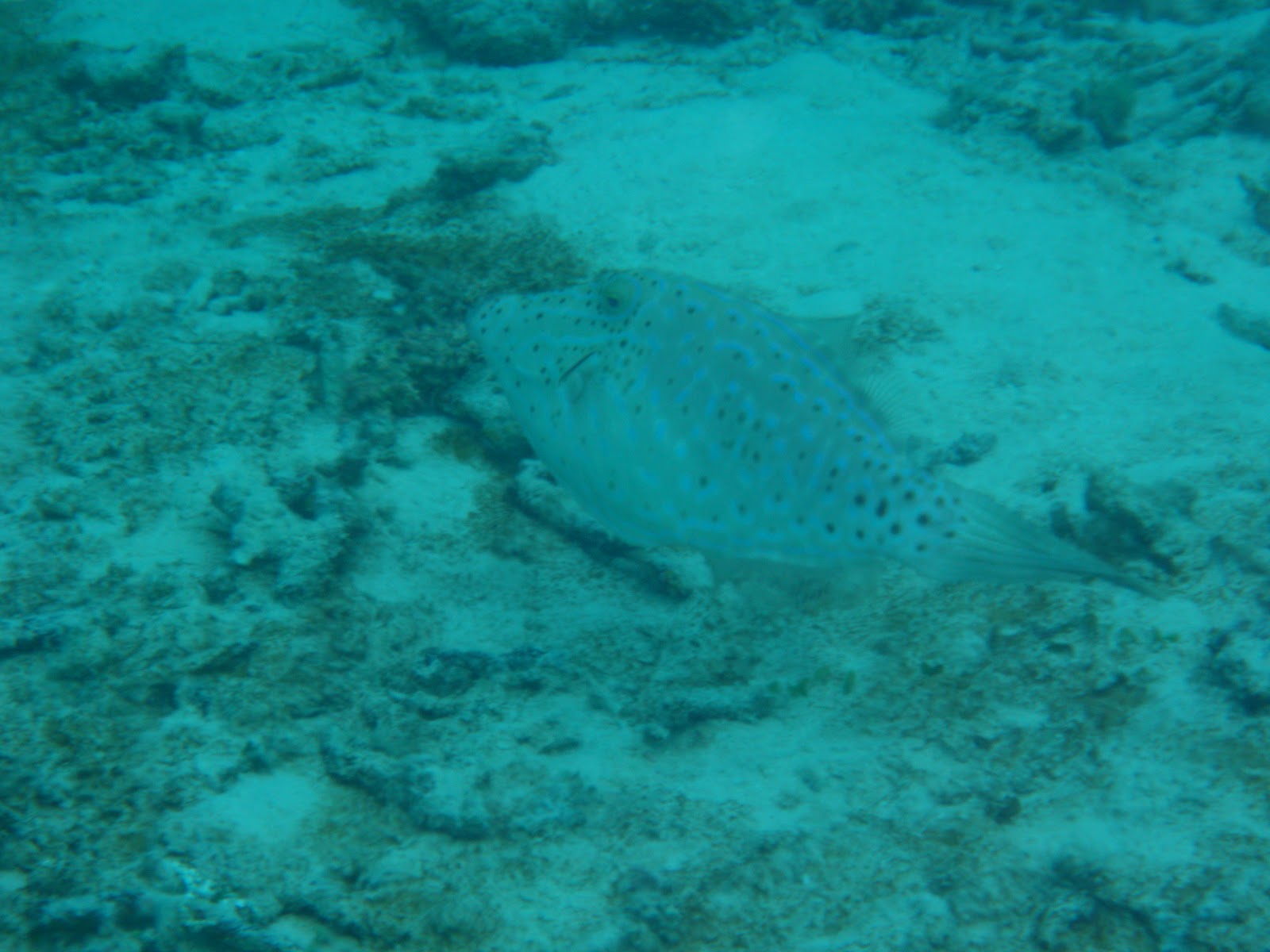 Saipan: Teaching, Living, & Recreation: Day 5 of our Guam Vacation