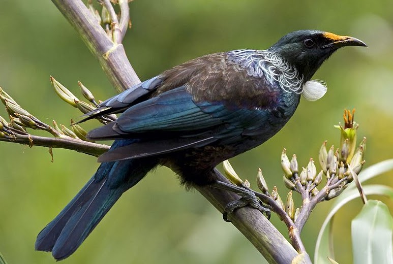Room14HES: Our Tui