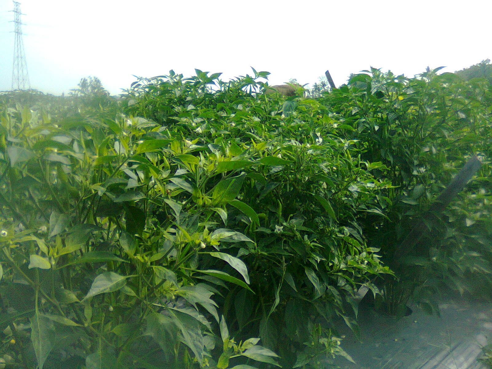 Foto Perkebunan CABE RAWIT JENGKI Berbuah Lebat - Rumah Petani