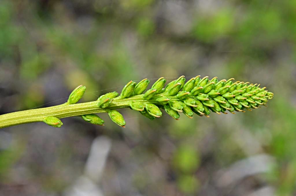 Space Coast Wildflowers: March 2015