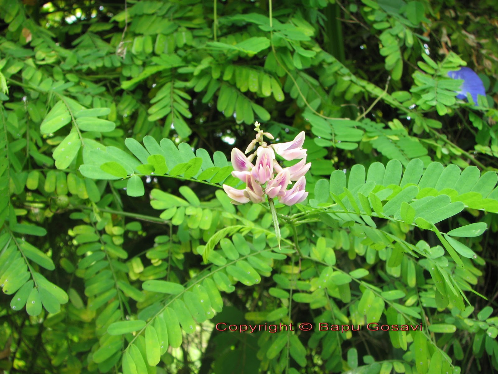 FLORA OF MAHARASHTRA: Gunj Abrus precatorius