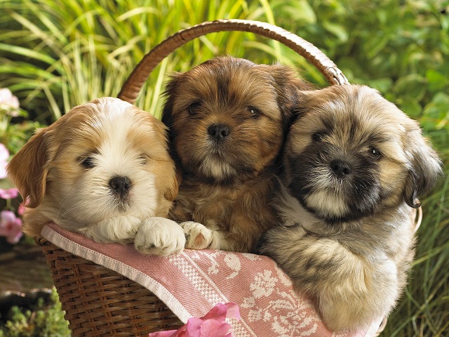 Puppy Dog Breeds Photos