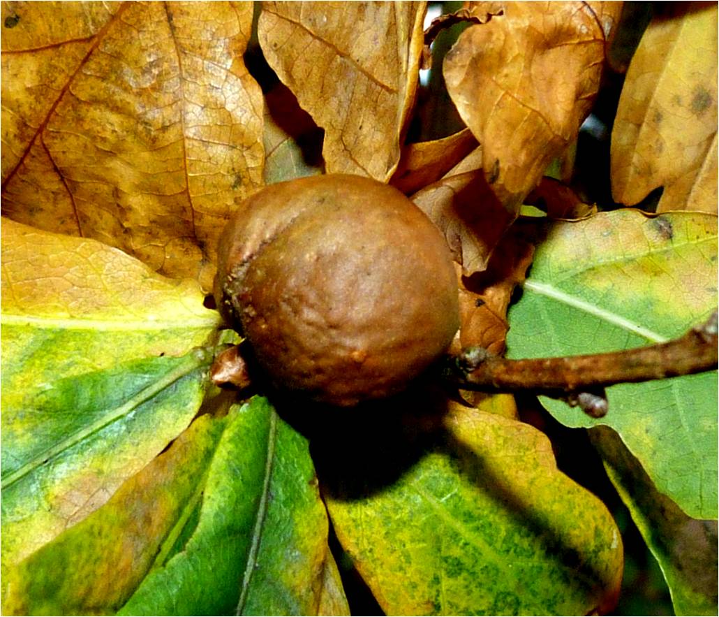 Insects of Scotland: Galls/Leaf-miners