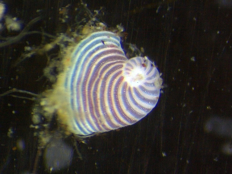 Variety of Life: Peneroplinae