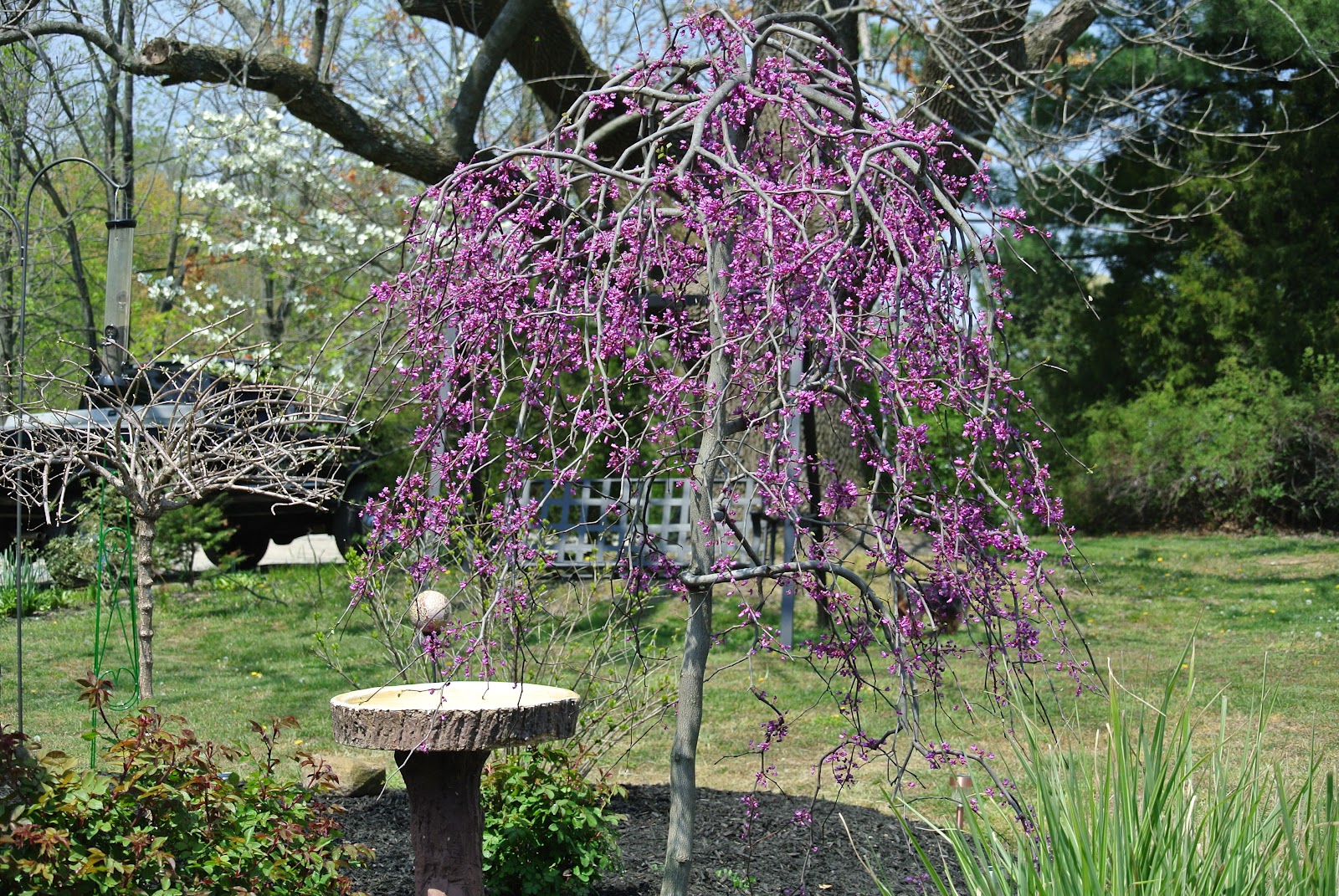 Fred's Gardening Notes: Planting Grafted Trees