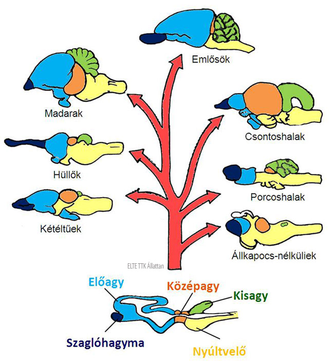 BIO-LOGIA: 34 § A MŰKÖDÉSEK SZABÁLYOZÁSA. AZ IDEGRENDSZER