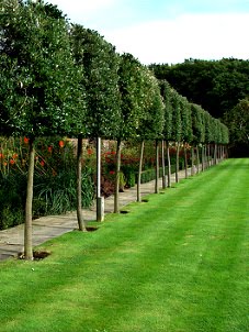 BANGALOW TREE TALES: RED HEAD TM - new compact tree, ideal for ...