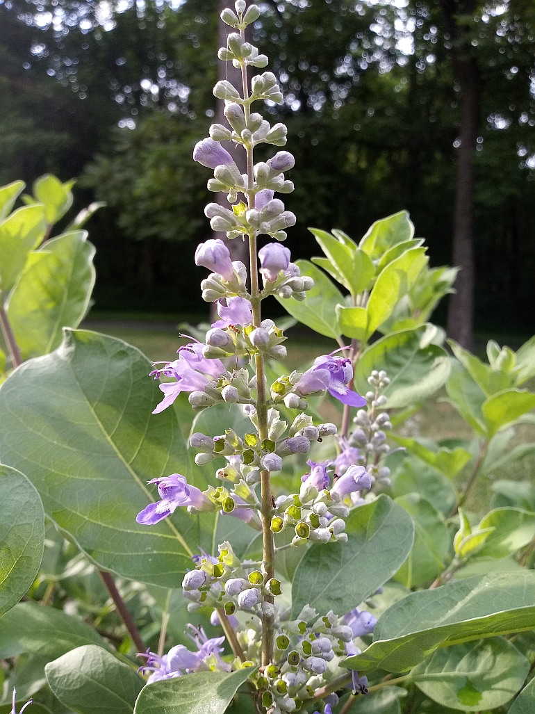 Future Plants by Randy Stewart: Vitex - the Chaste Tree family
