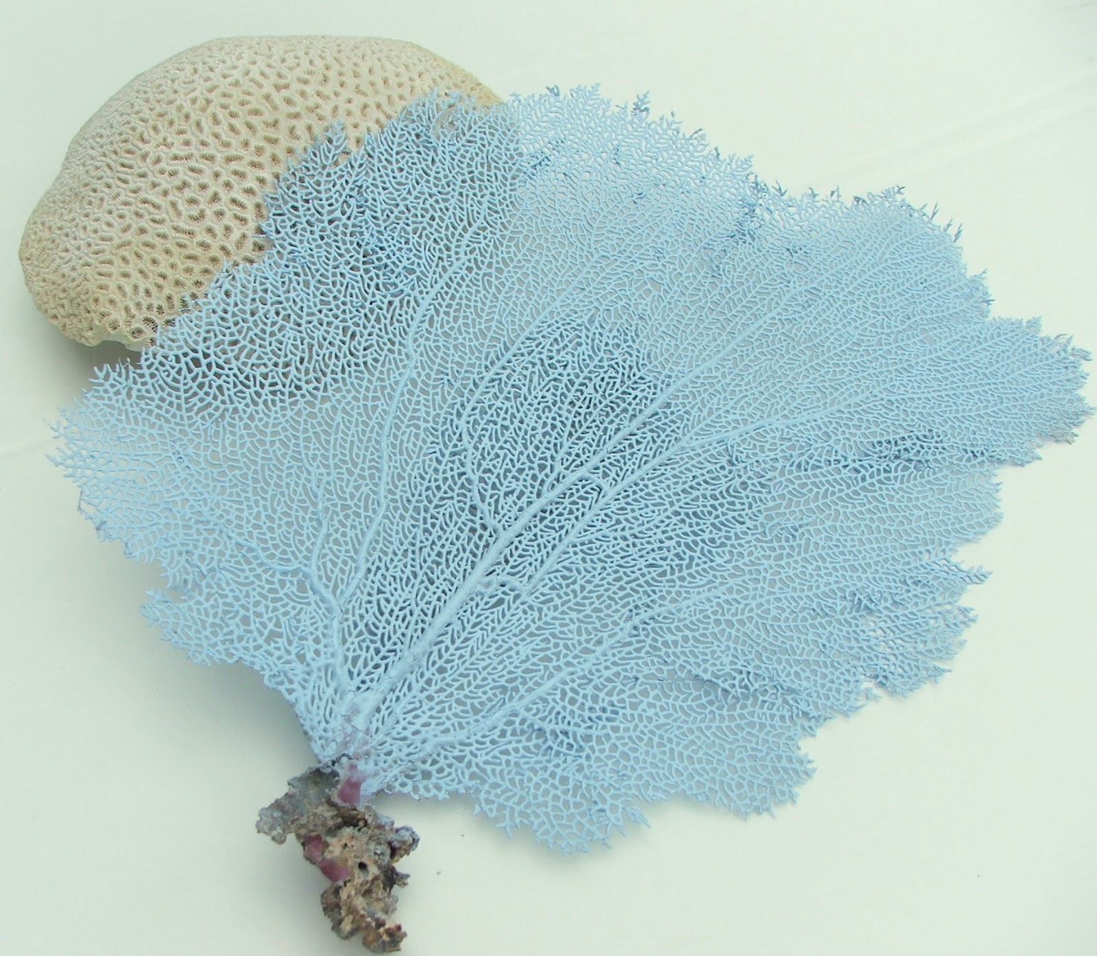 $2250...Really? Framed sea fans for sale - No Minimalist Here