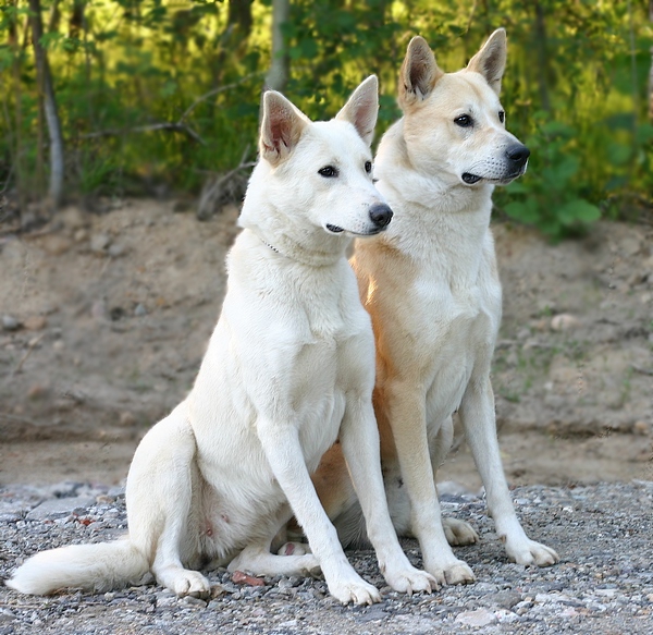 About Canaan Dog: Is Your Canaan Dog Potty Trained Enough?