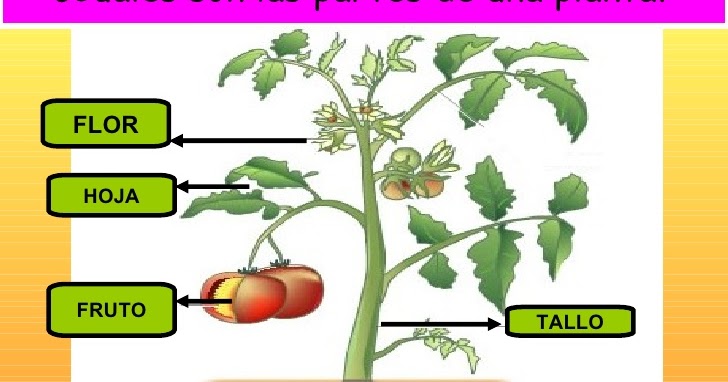 TERCERO DE PRIMARIA: CIENCIAS NATURALES
