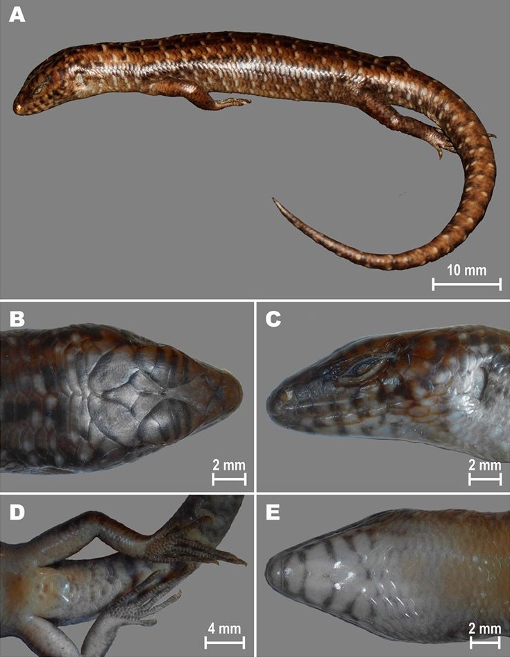 Species New to Science: [Herpetology • 2020] Sphenomorphus phuquocensis ...