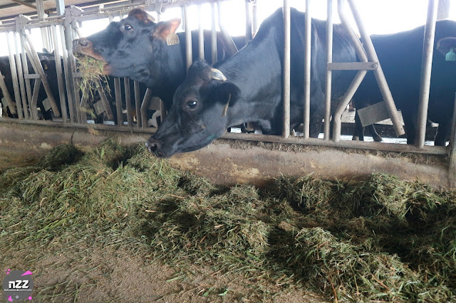 Melawat Ladang Susu Lembu Farm Fresh di Holstein Milk Company