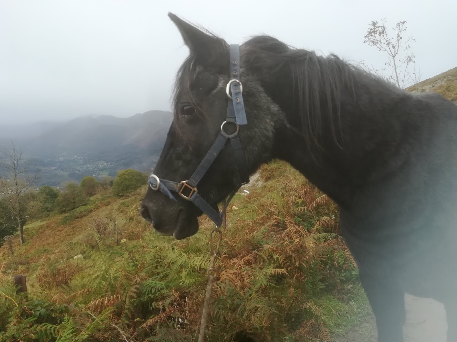 Elevage Al REG de chevaux BARBE et BARBE-ARABE