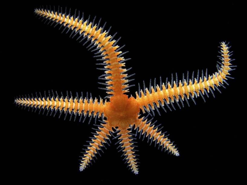 Biologando com Paim: julho 2018