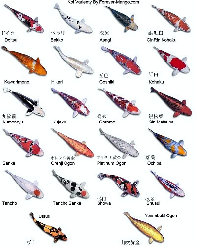 Simple Way To Know Koi Koi Varieties | Koi Fish Care Info