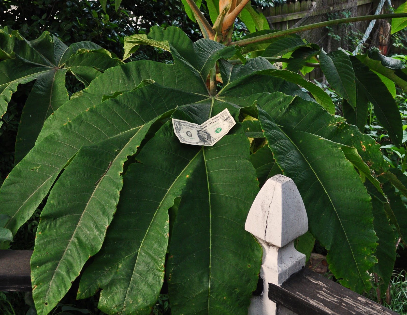 A Tidewater Gardener: Tetrapanax papyrifera 'Steroidal Giant'