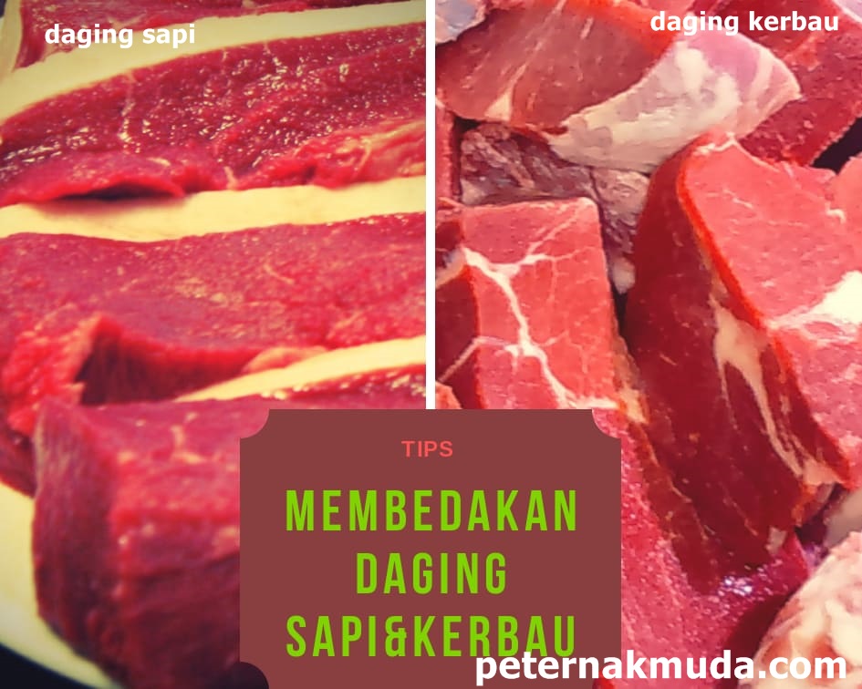 cara mendapat daging Aman Sehat Utuh dan Halal (ASUH) - Elinotes ...