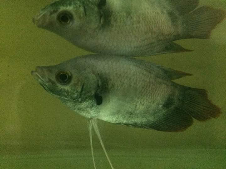 Cara Merawat Ikan laga,kaloi dan lain2 ikan hiasan yang sakit