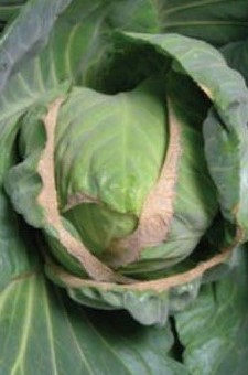 El Huerto de Jose Antonio: Necrosis marginal de la hoja o "Tip Burn".