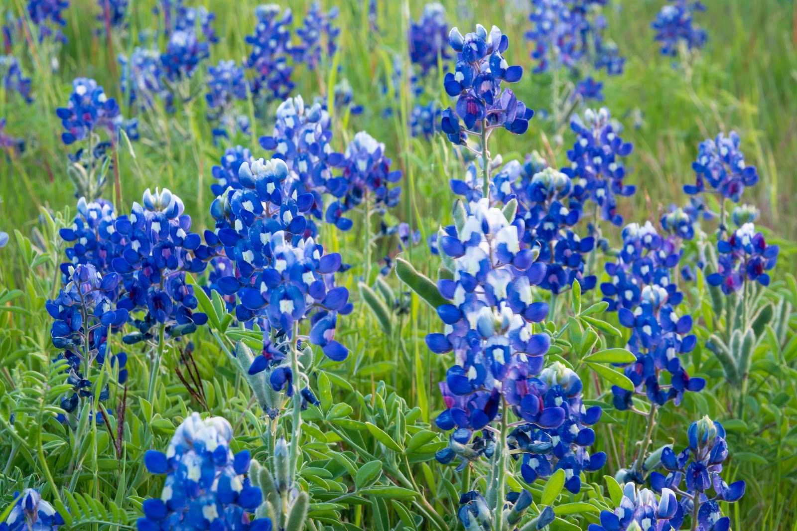 A Tree Falling: Ennis Bluebonnet Trails 2016: Wildflowers