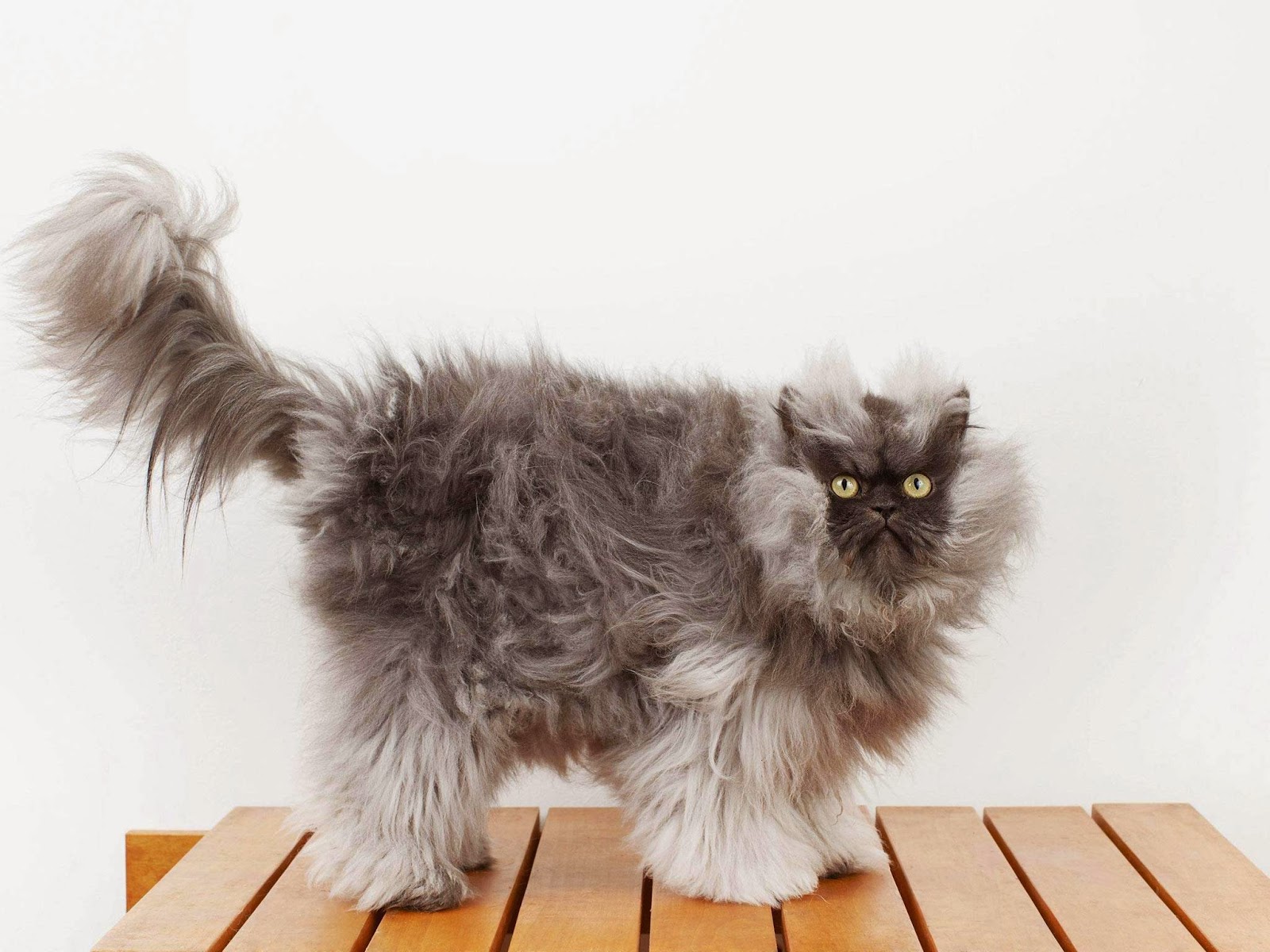 Colonel Meow Guinness World Record - Stunning Interesting Facts