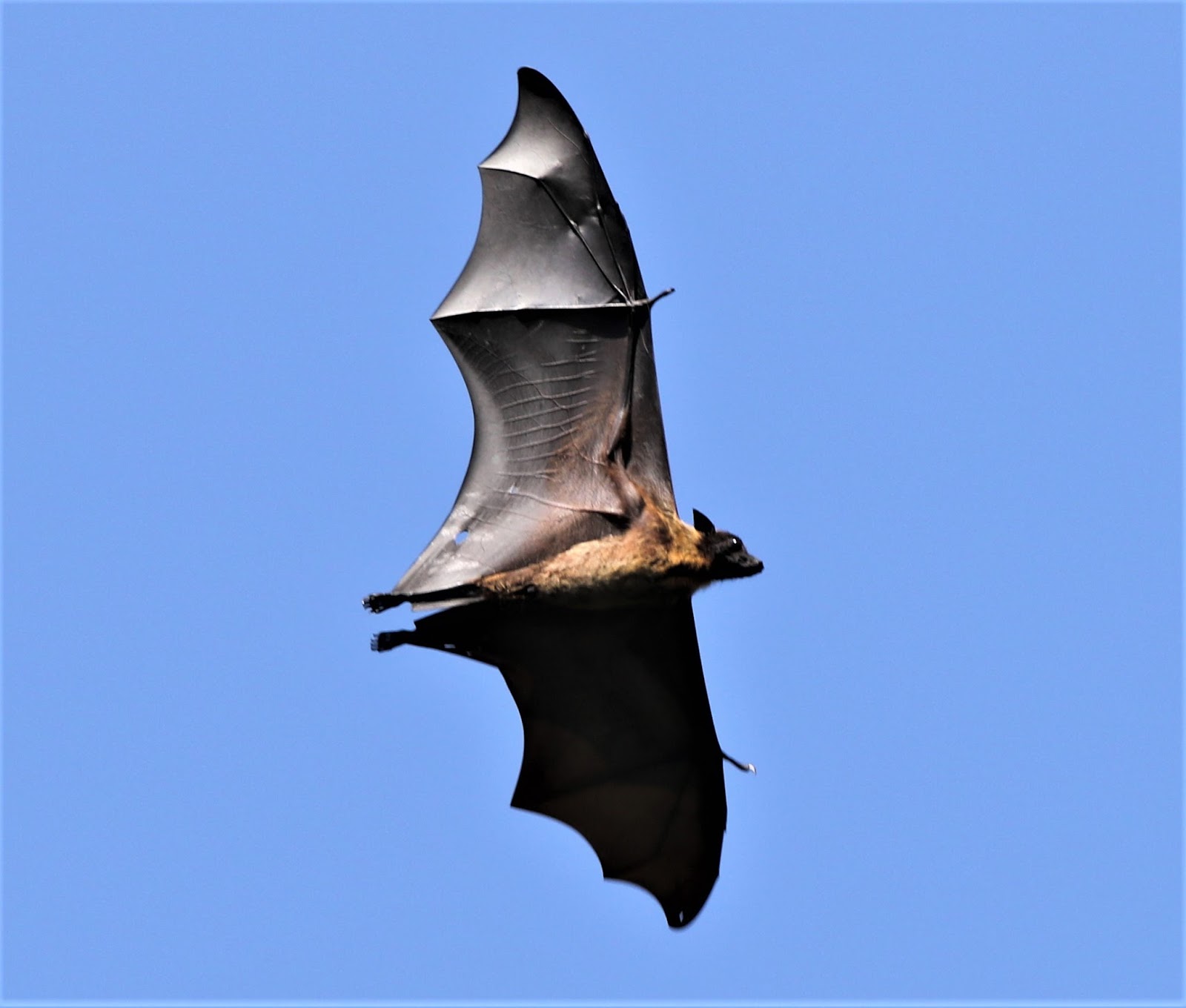 Murfs Wildlife : Flying Foxes