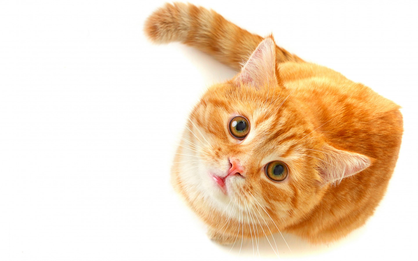 Best 10 Cute Cat Wallpapers in The World ~ HD | Wonderful Background