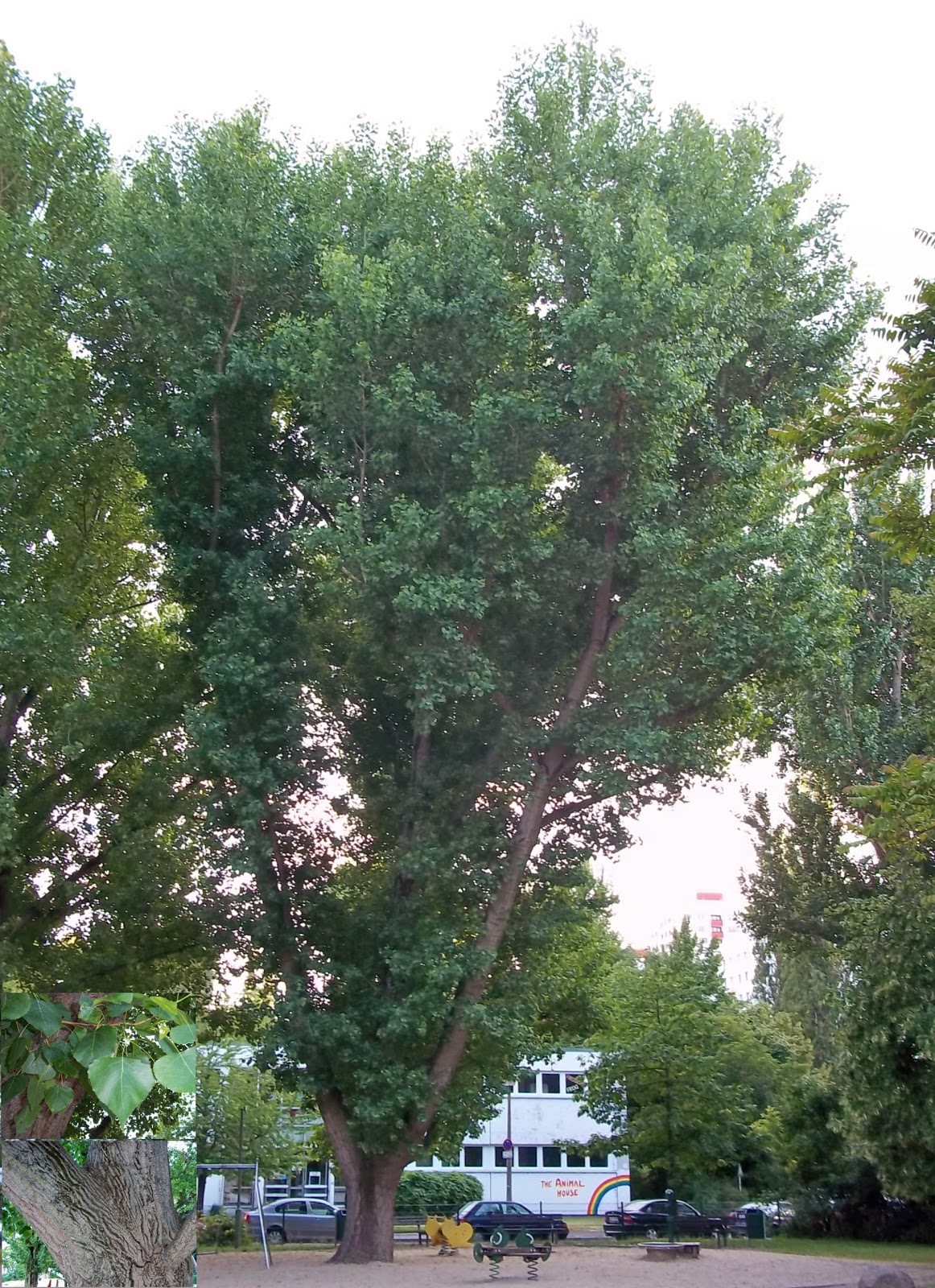 BGFAS Botanischer Garten Berlin-Lichtenberg Frankfurter Allee Süd (FAS ...