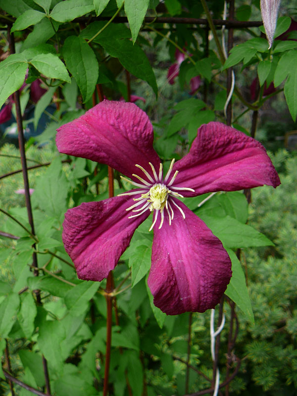 Johanna Parker Design: Garden in June....