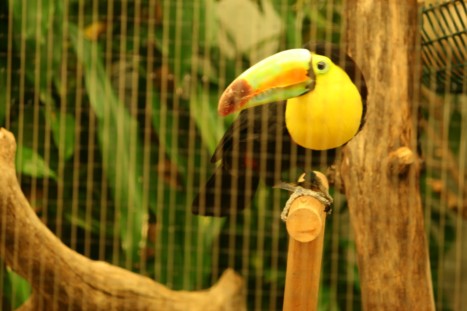 Animal Zoo Life: |Zoo animals pics|Zoo animals|Endangered aniMALS Pics ...