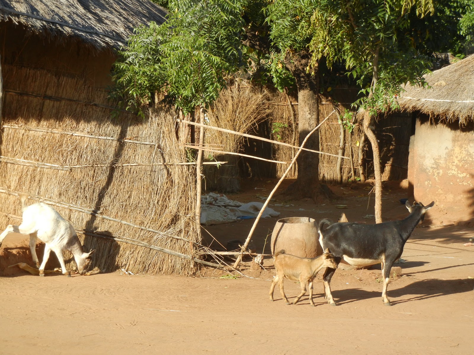 Leo in Malawi: On the way to Salima and Livingstonia (in Central Malawi)