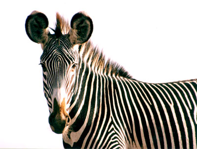 Grevy's Zebra