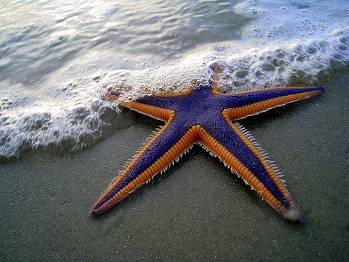 best photos 2 share: Stunning Pictures of Sea Stars
