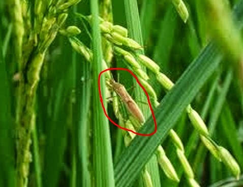 AGRICULTURE AND AGRICULTURAL INFORMATION: Insect Pest Of Rice: Rice Bug