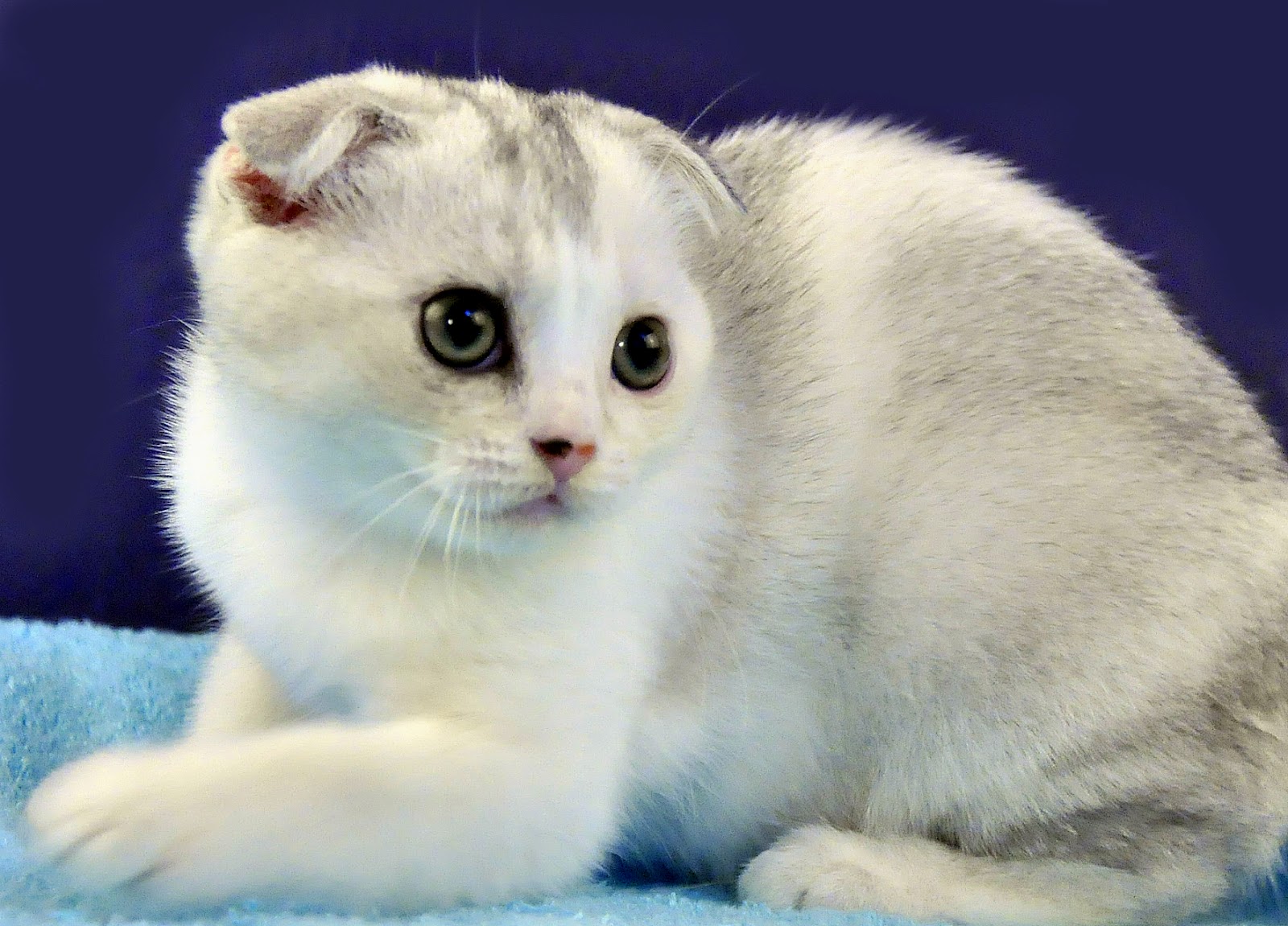 Kucing Scotish Fold ~ info kucing persia anggora dan gambar foto kucing ...