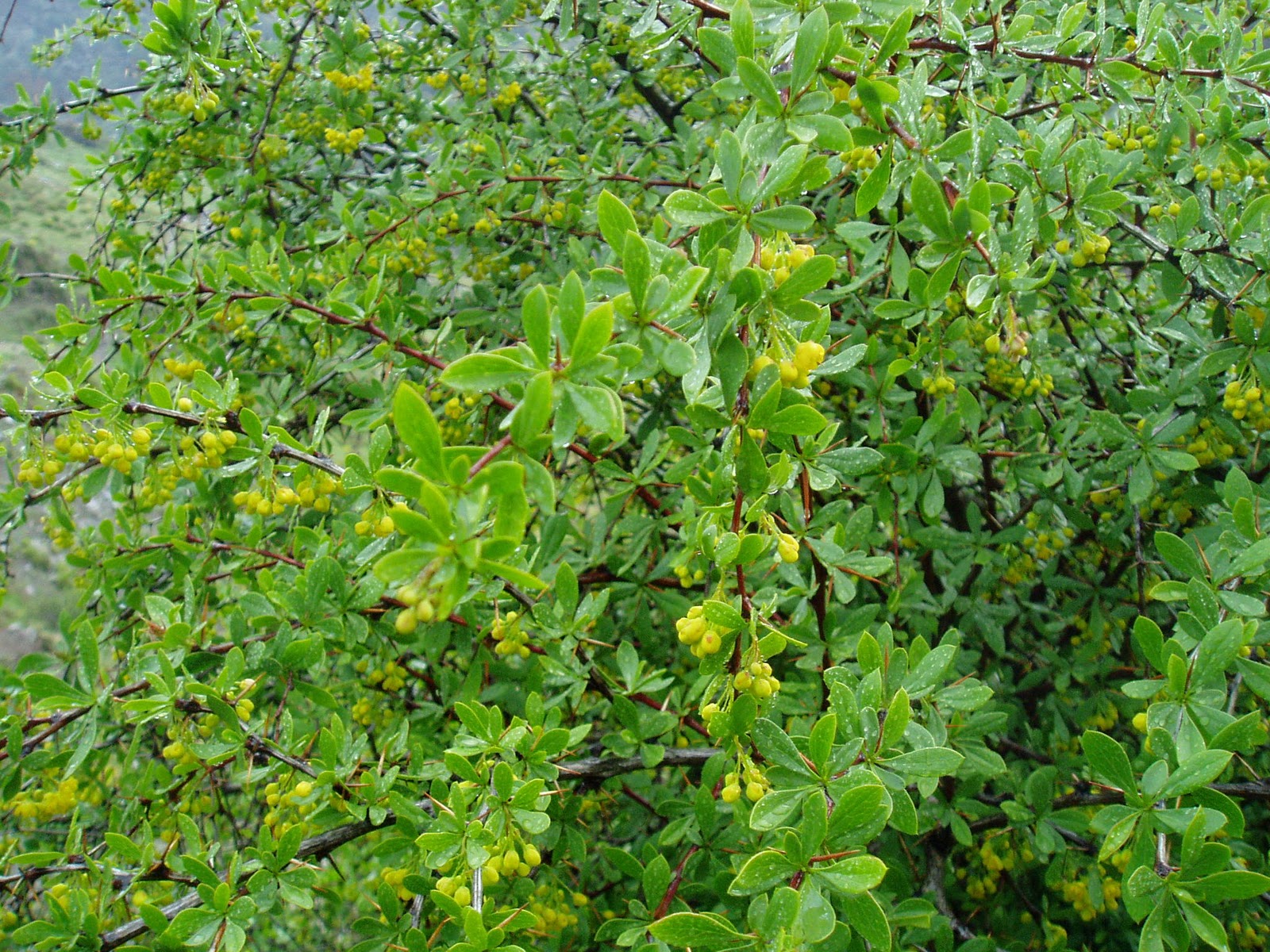 AGRACEJO: Berberis vulgaris | Plantas rioMoros
