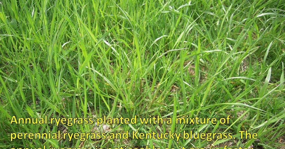 Purdue Turf Tips: Annual Ryegrass Showing Up in Lawns