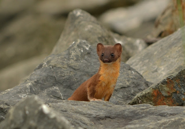 Woods Walks and Wildlife: Long-tailed Weasel