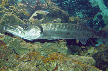 Morski: Riba zvana Škaram