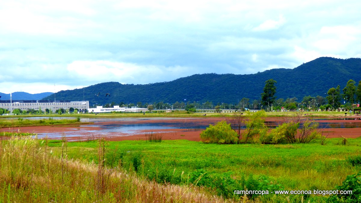 Aves del NOA y algo mas..: Pato criollo(Cairina moschata)